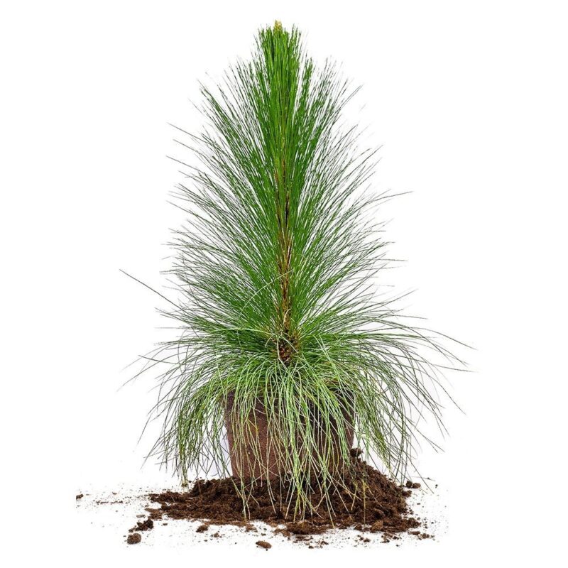 Shop for Longleaf Pine Tree