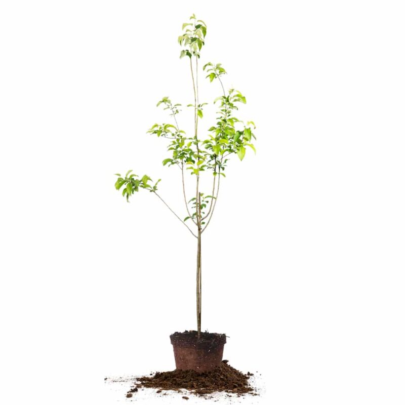 Shop for Granny Smith Apple Tree