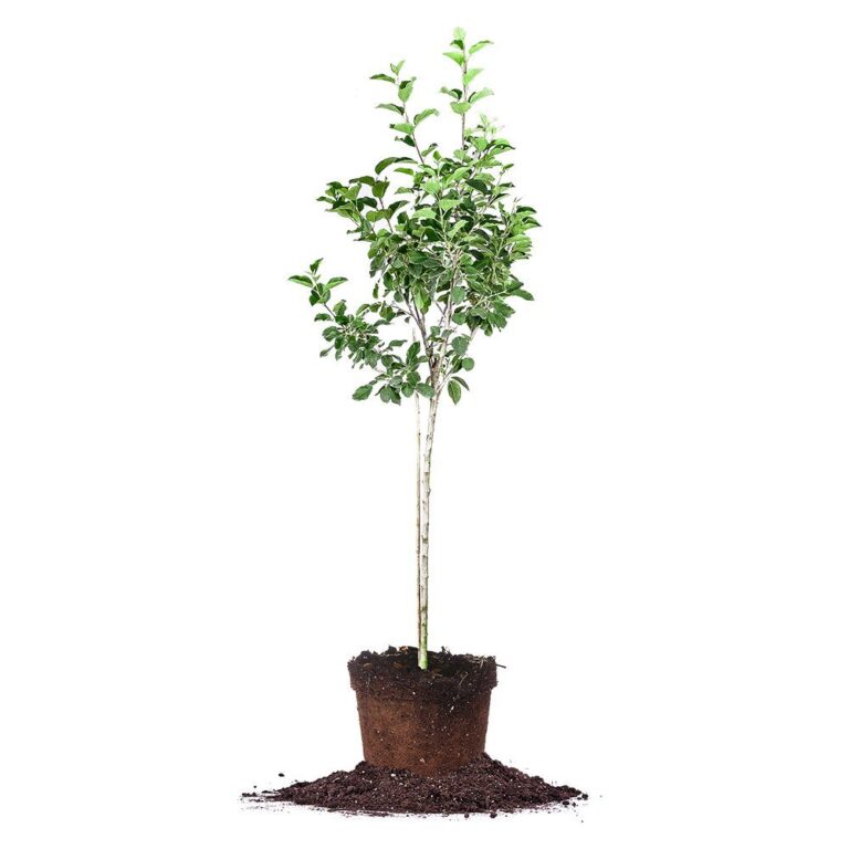 Shop for Dorsett Golden Apple Tree