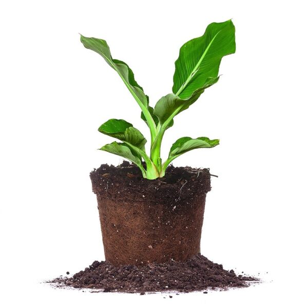 Shop for Golden Lotus Banana Tree