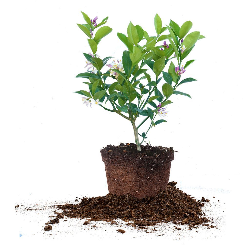 Shop for Meyer Lemon Tree