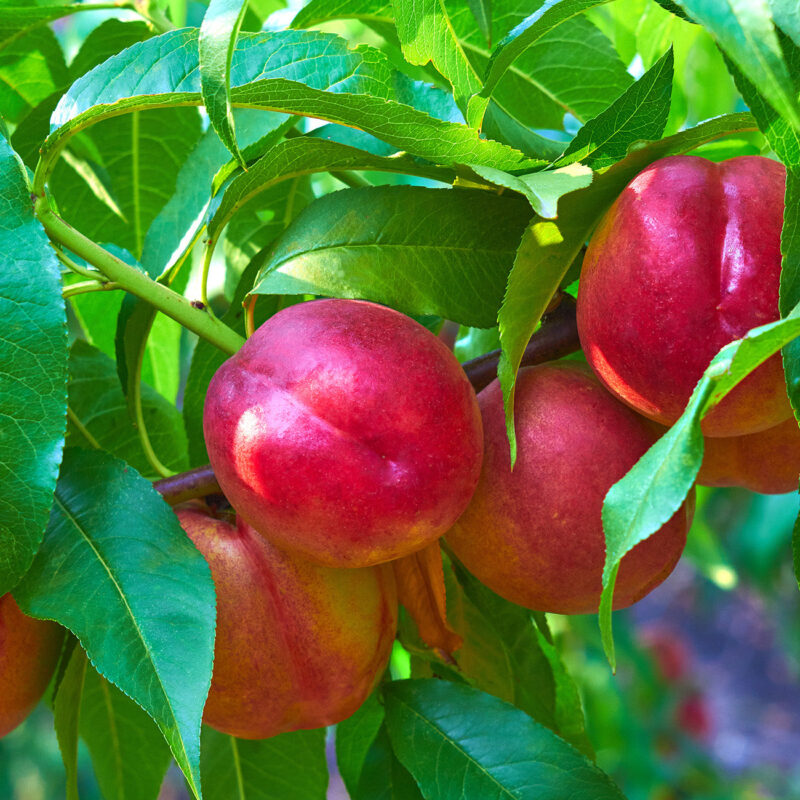 Shop for Red Gold Nectarine Tree